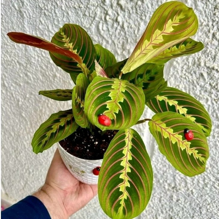 Jual Tanaman Hias Maranta Leuconeura-Calathea Maranta Leuconeura ...