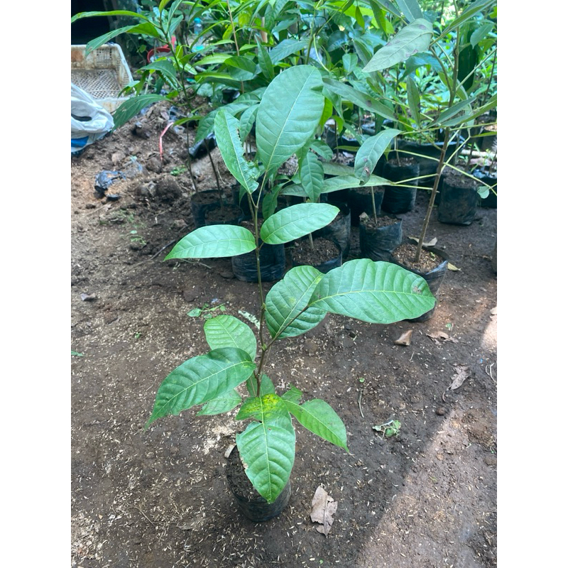 Jual Bibit Pohon Kenari - Kanari - Pohon Juglans - Tanaman kayu Kenari ...