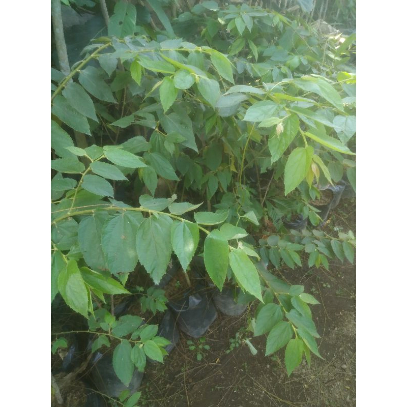 Jual Pohon Kersen 1 meter | Shopee Indonesia