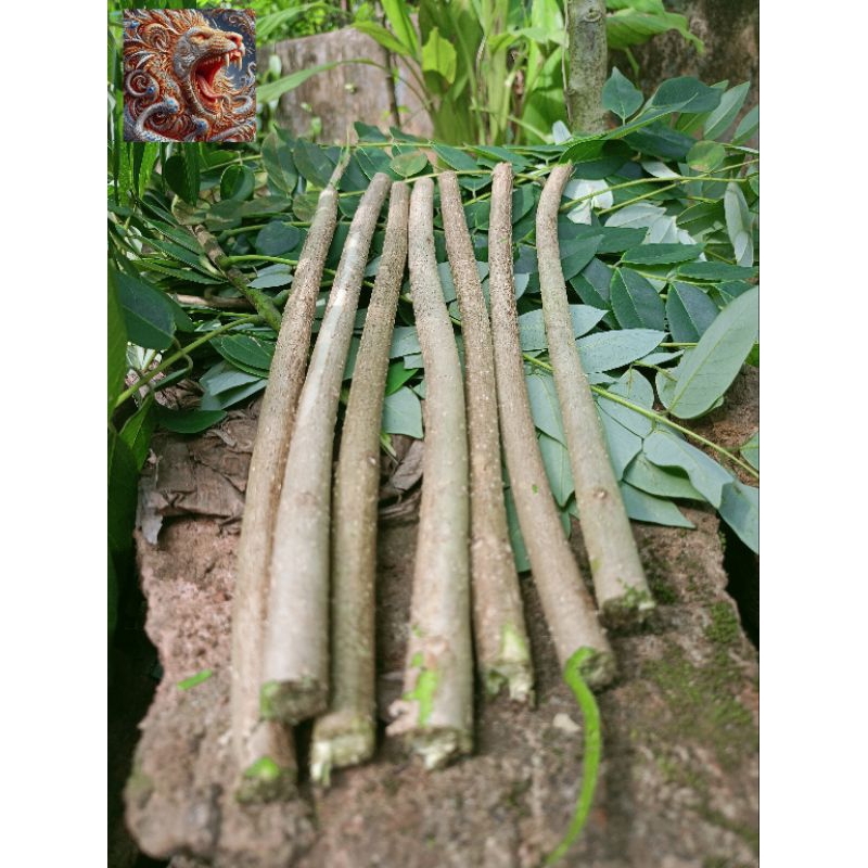 Jual Gamal stek 30 cm Pakan ternak dan turus tanaman rambat | Shopee ...