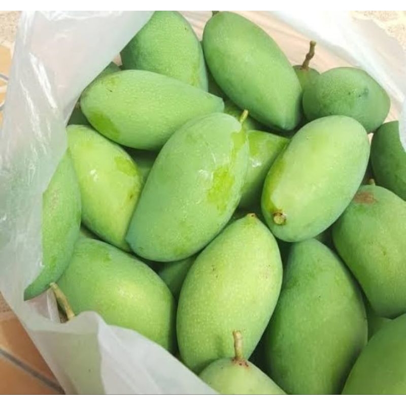 Jual Mangga muda segar 1 kg mangga muda asem | Shopee Indonesia