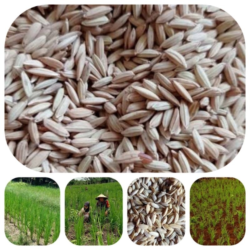 Jual Benih padi huma /darat atau ladang 1 kg | Shopee Indonesia