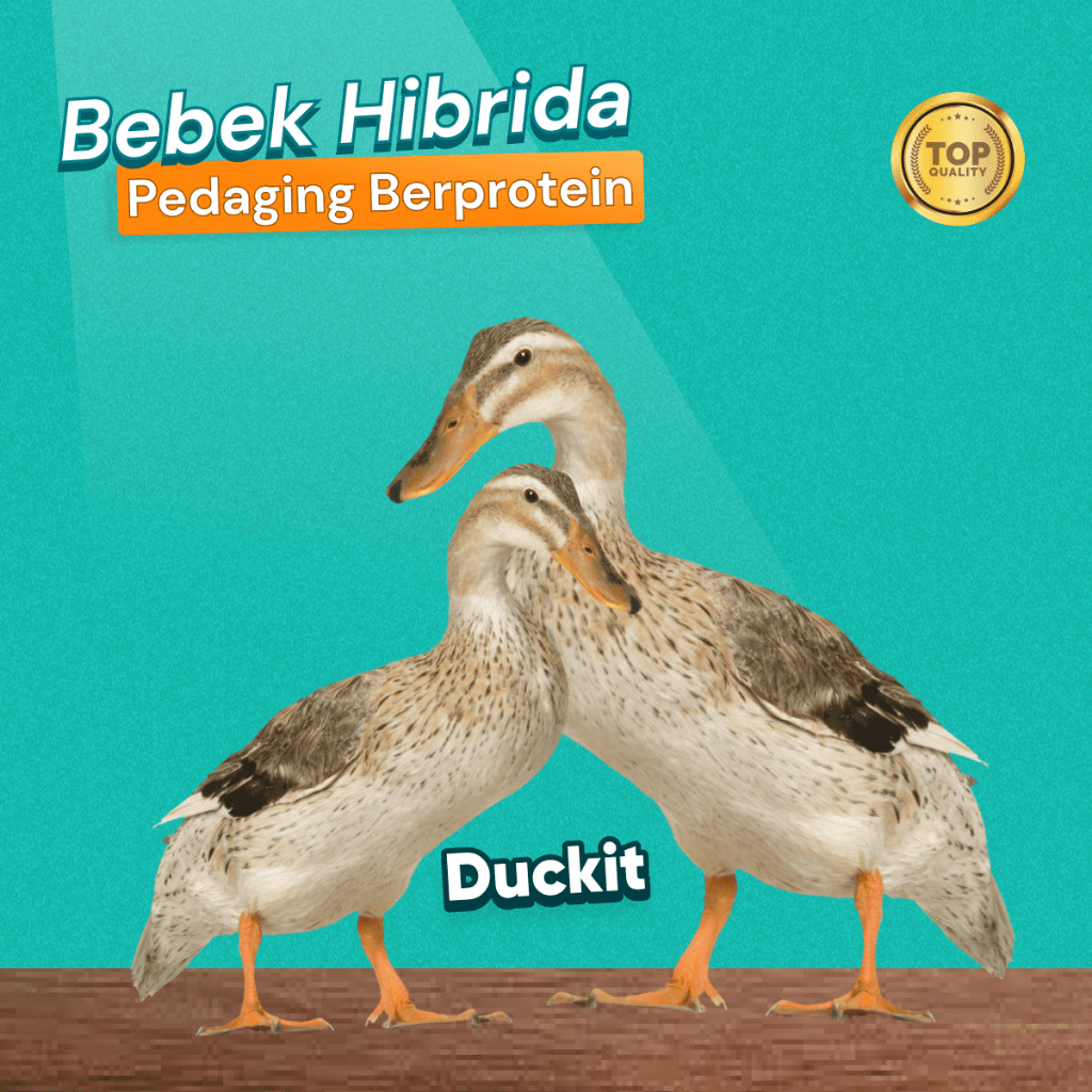 Jual BEBEK HIBRIDA SEGAR BESAR SEHAT TINGGI PROTEIN HIDUP SIAP POTONG ...