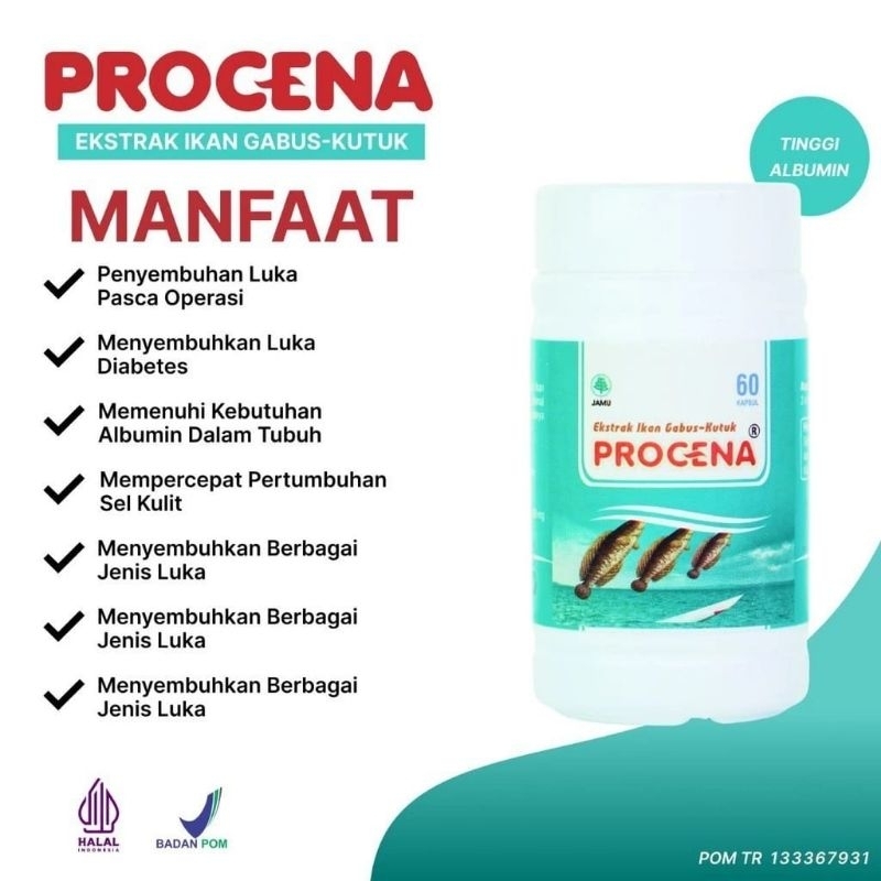 Jual PROCENA KAPSUL EKSTRAK IKAN GABUS KAPSUL KUTUK ORIGINAL 100% ...