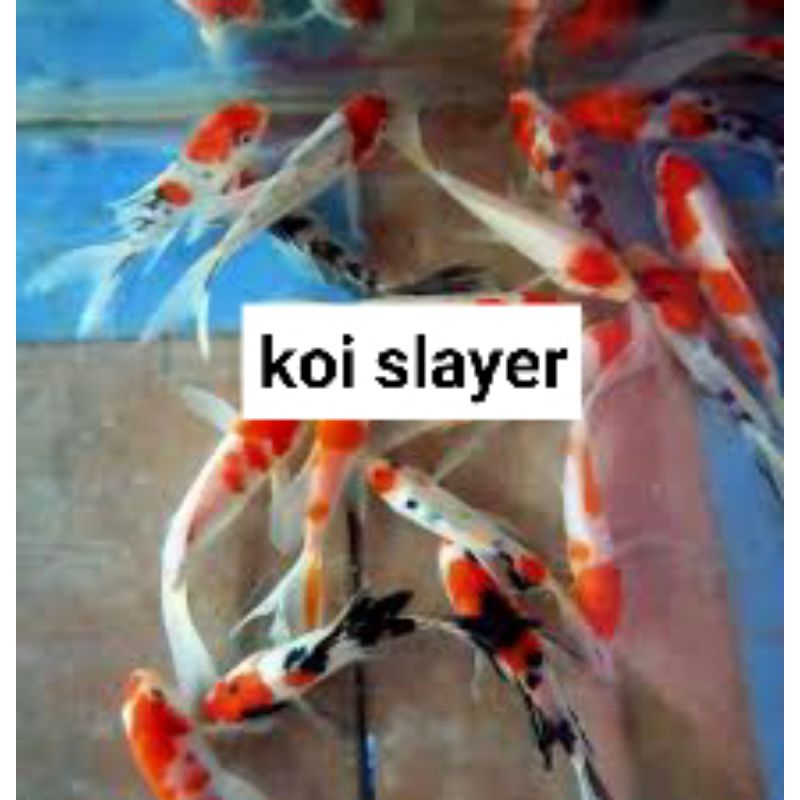 Jual ikan koi Slayer | Shopee Indonesia