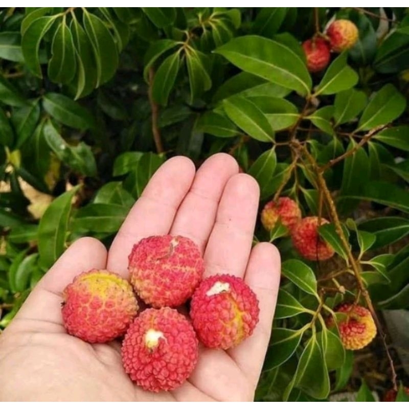 Jual Bibit Leci Madu / Leci Hijau, Hasil Cangkok, DI KIRIM FULLMEDIA ...