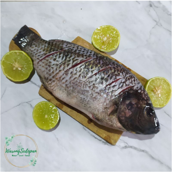 Jual Ikan Segar Ikan Nila Segar Hidup Ikan Nila 1 kg | Shopee Indonesia