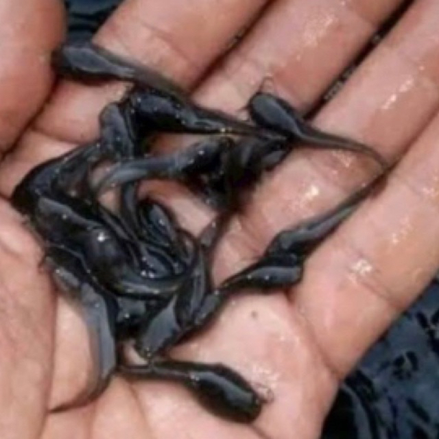 Jual BIBIT LELE PER EKOR / ANAK LELE / BENIH LELE 2-5 CM / PAKAN IKAN ...