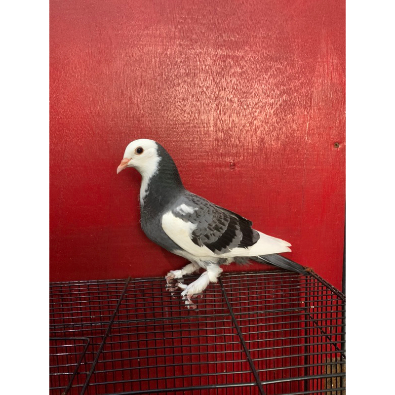 Jual Burung Merpati BLANTONG Jembros Megan Grade B Merpati Tinggi ...