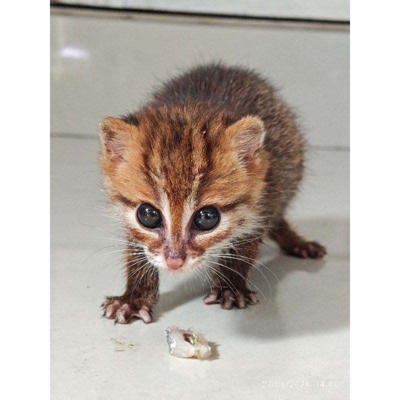 Jual kucing Oren cantik muka datar | Shopee Indonesia