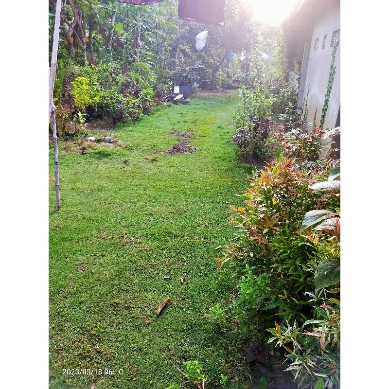 Jual 1 Kg. Rumput Swiss, Rumput Hias halus dan Lembut, tanaman Hidup ...