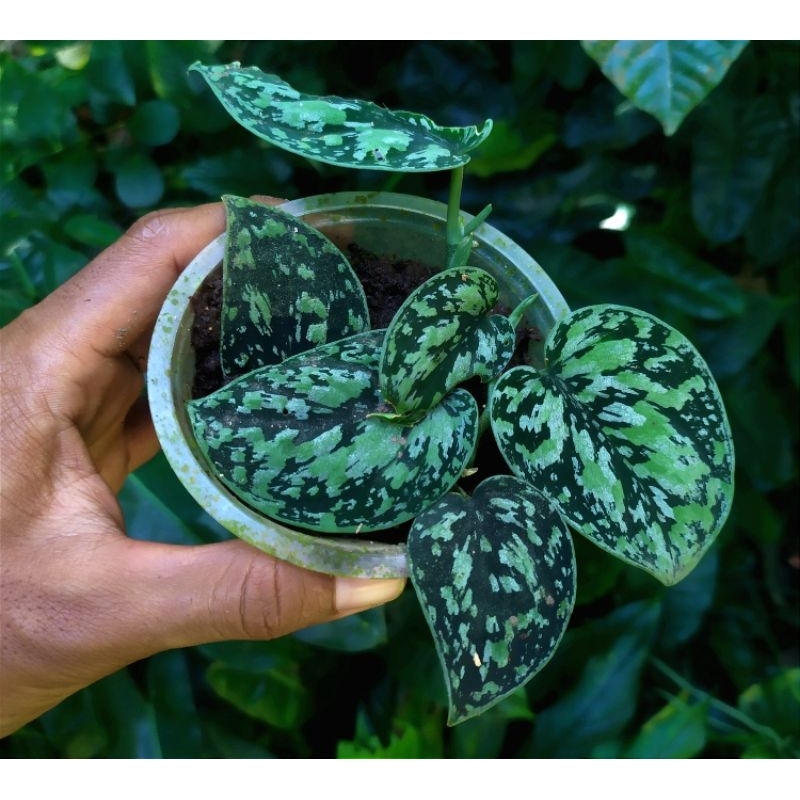 Jual Scindapsus Trii color ( 3 warna) | Shopee Indonesia