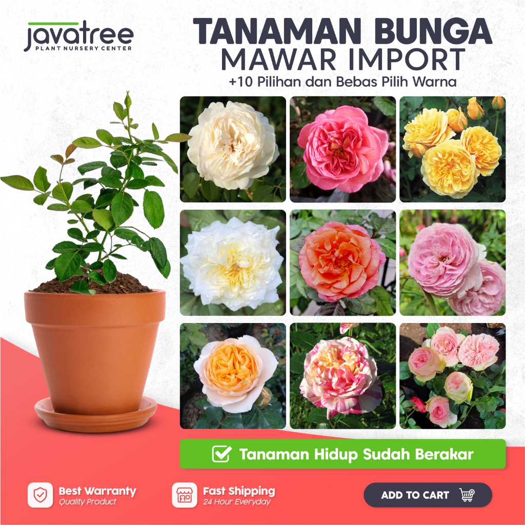 Jual JAVATREE - Paket Tanaman Bunga Mawar Import Berbunga Bebas Pilih ...
