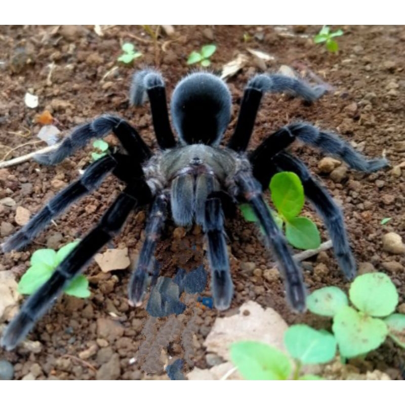 Jual promo terbatas ( tarantula javanensis/tarantula jawa) | Shopee ...