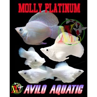 Jual ikan hias molly moli balon platinum putih ekor bulat aquascape ...