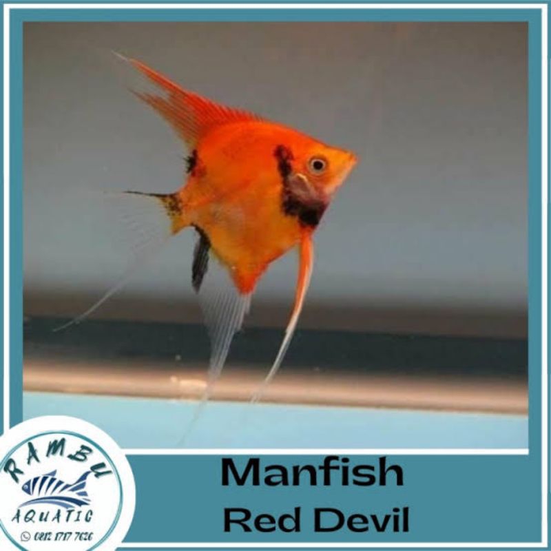 Jual Manfish Red Devil Grade A 2.5 3 - AQUARIUM | Shopee Indonesia