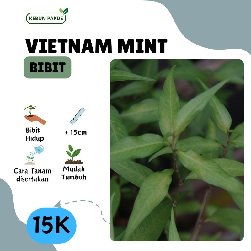 Jual Bibit Tanaman | Daun Mint | Vietnam Mint | Siap Tanam | Rasa ...