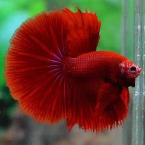 Jual cupang warna merah merona - ikan cupang super red jantan - ikan ...
