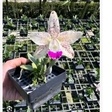 Jual CATTLEYA | ANGGREK CATTLEYA JAIRAK CUTE | Shopee Indonesia