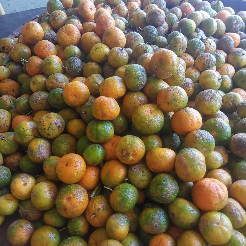Jual Jeruk Ragi segar 1kg BUKAN santang | Shopee Indonesia