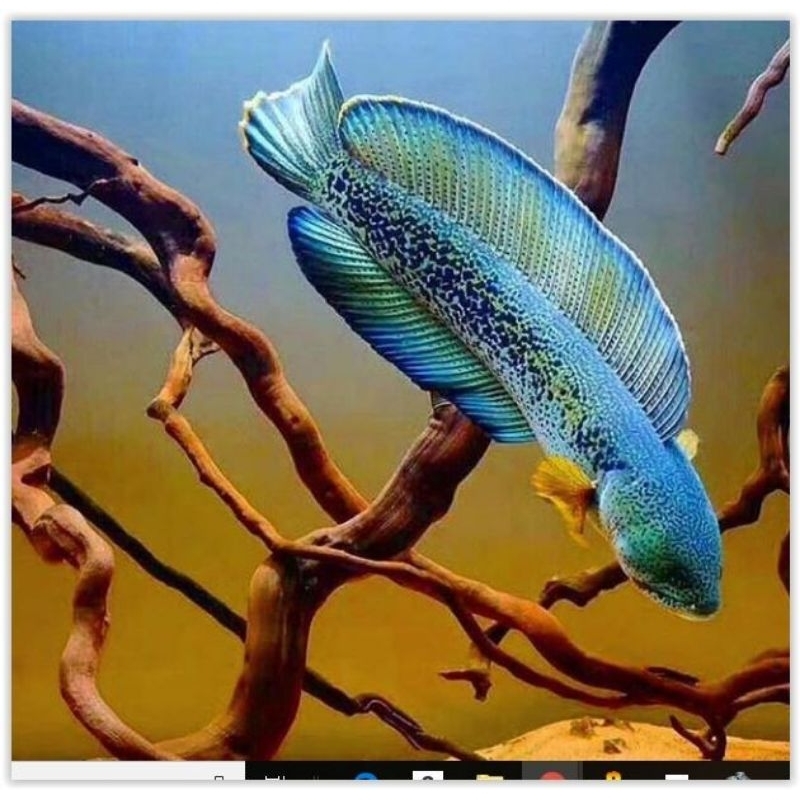 Jual Chana Barca SIMET BAR RAPI size 6-9[COD BAYAR DITEMPAT] | Shopee ...