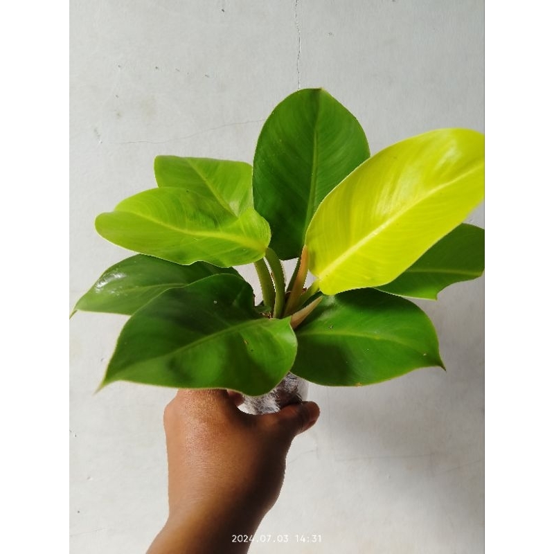 Jual Tanaman hias Philo Lemon/tanaman hias pilo lemon | Shopee Indonesia