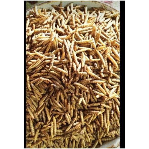 Jual Maggot Kering BSF Maggot Tinggi Protein Kemasan 100 gram | Shopee ...