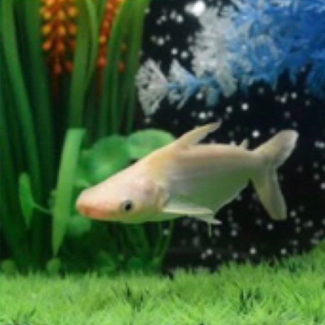 Jual BIBIT IKAN PATIN ALBINO PATIN HITAM / BIBIT PATIN HITAM PER EKOR ...