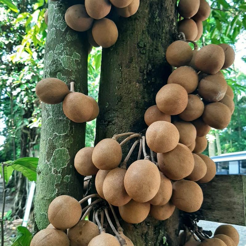 Jual Tanaman buah kepel / bibit buah kepal keraton / Stelechocarpus ...