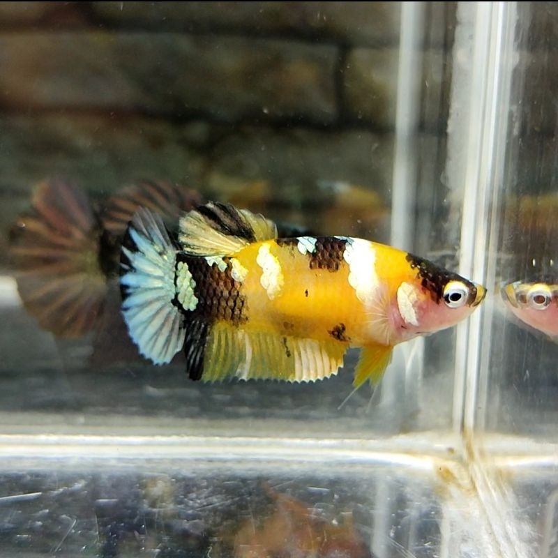 Jual female yellow koi copper full telur | Shopee Indonesia