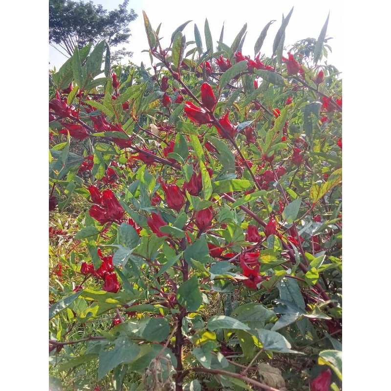 Jual 1 kg Rosela merah kering Premium grade A panen baru | Shopee Indonesia