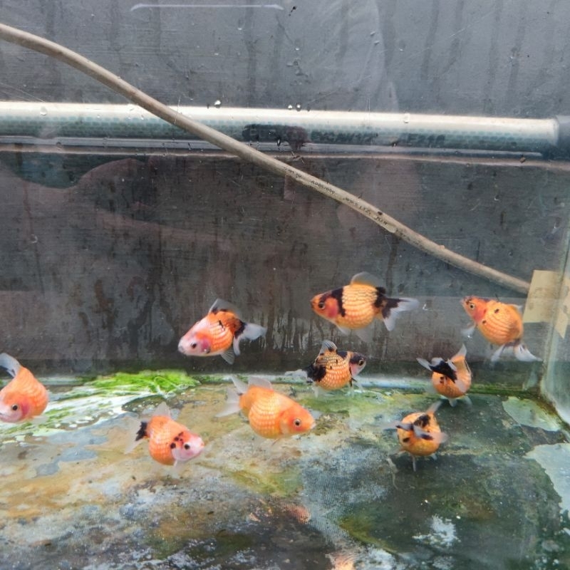 Jual Ikan mas koki mutiara | Shopee Indonesia