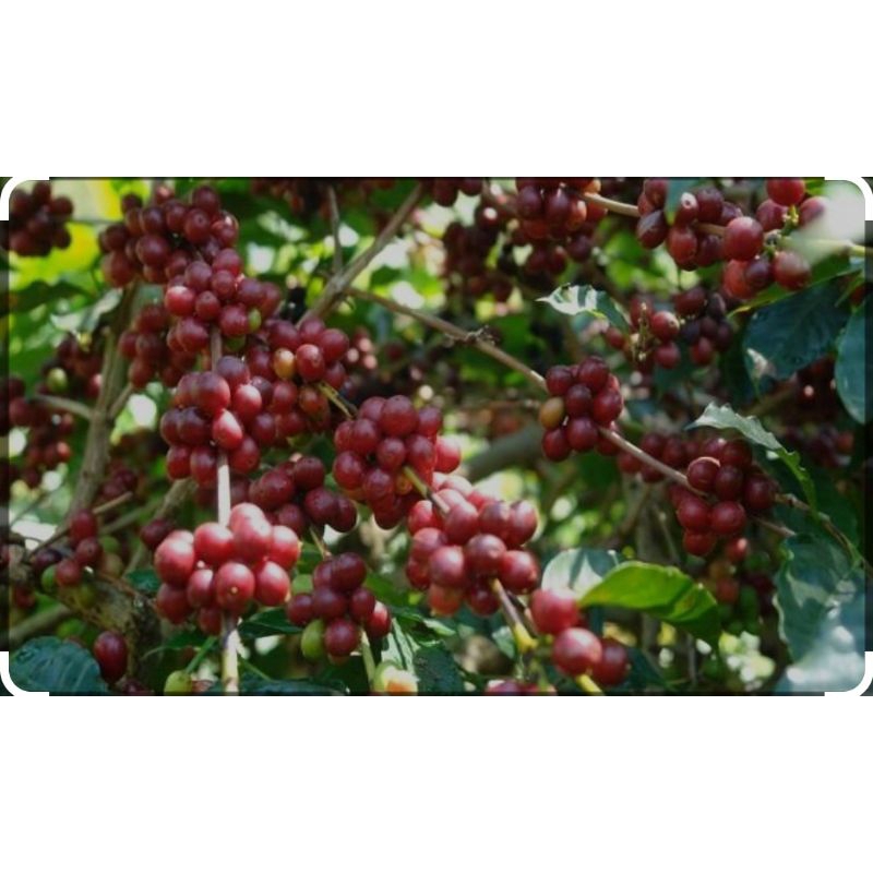 Jual 50 biji Bibit Kopi liberika / kopi Nangka / Kopi Panjat / kopi ...