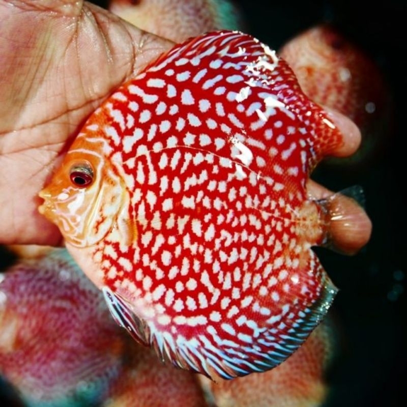 Jual Super Pigeon Checker Discus Aquarium | Shopee Indonesia