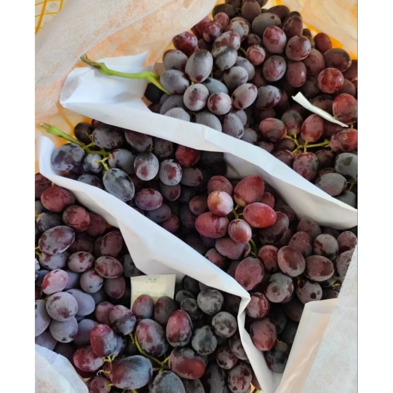 Jual Anggur Autumn China 1 kardus 5 kg | Shopee Indonesia