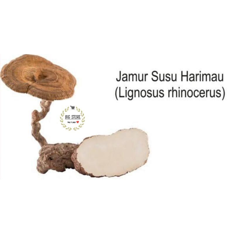 Jual CENDAWAN JAMUR SUSU HARIMAU / TIGER MILK MUSHROOM 100GR | 200GR ...