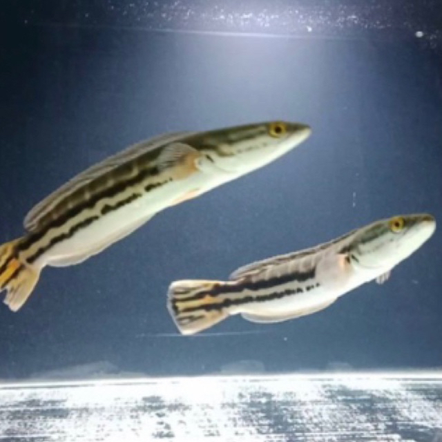 Jual (SIZE + 30Cm) IKAN TOMAN CHANNA MICROPELTES / IKAN TOMAN KECIL ...