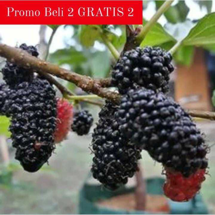 Jual Murbei Jumbo / PROMO BELI 2 Murbai BONUS 2 Murbai / Buah Jumbo ...
