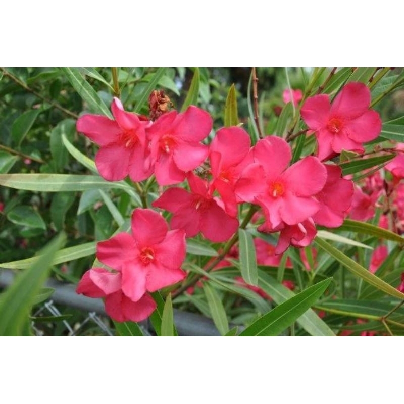 Jual bunga oleander PiNK FANTA double Nerium Oleander tanaman hias ...
