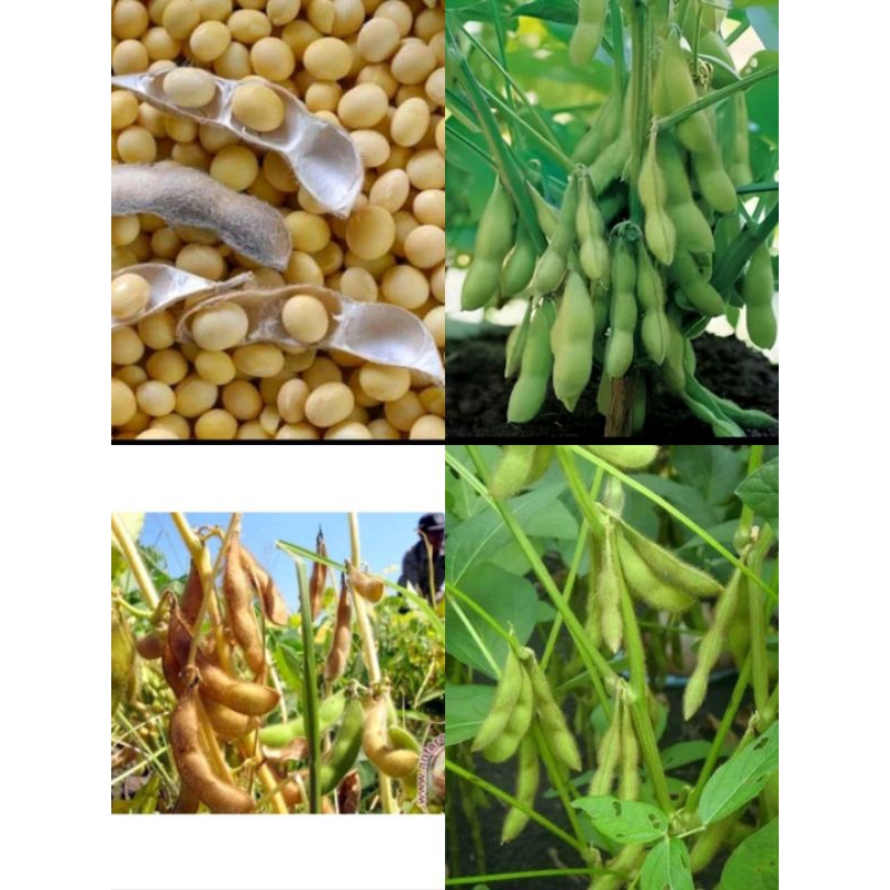 Jual BIJI BENIH KACANG KEDELAI VARIETAS ANJASMORO (ISI 400 BUTIR ...
