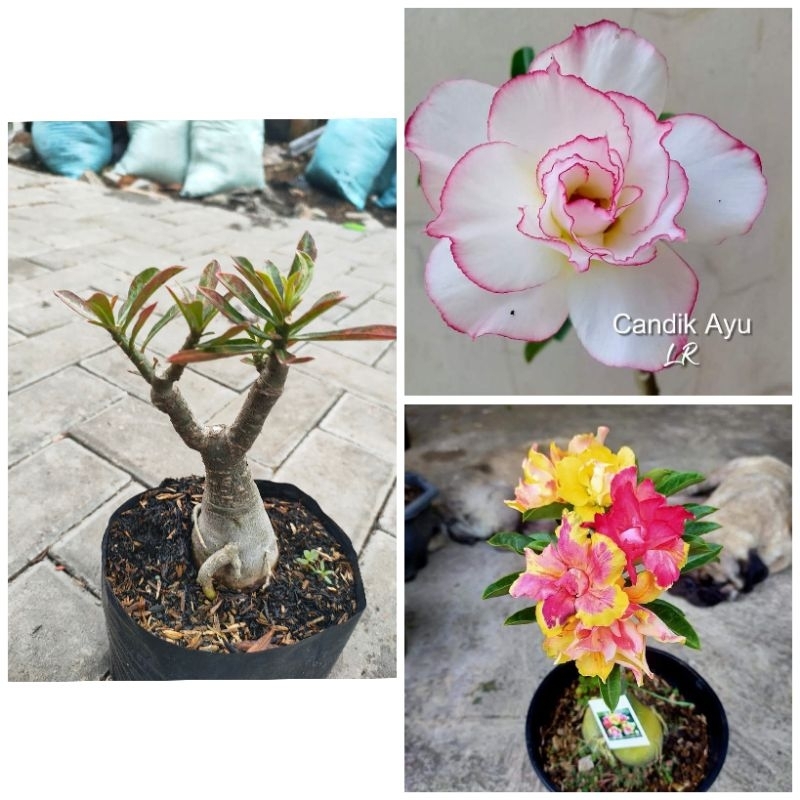 Jual Adenium Grafting Size B+ "2 warna bunga dalam 1 pohon (2 in1 ...
