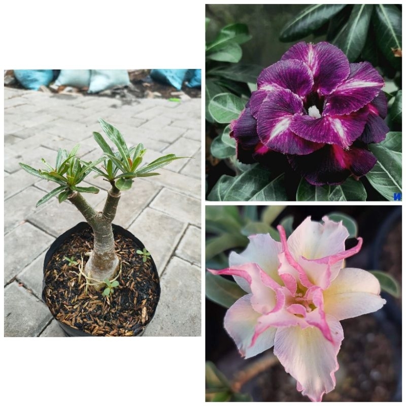 Jual Adenium Grafting Size B+ "2 warna bunga dalam 1 pohon (2 in1 ...