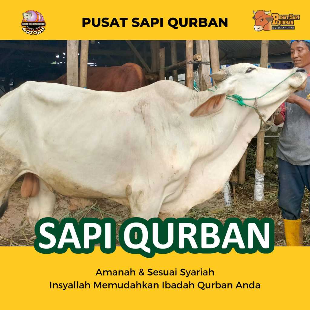 Jual QURBAN - Sapi Qurban Lengkap Free Ongkir Jabodetabek | Shopee ...