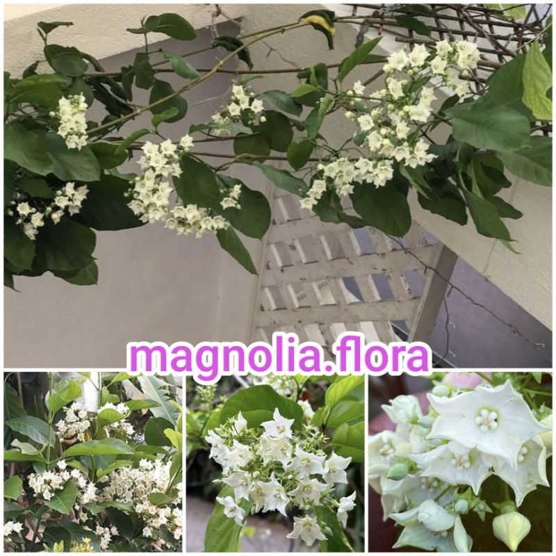 Jual Vallaris glabra / kesidang rice flower bread flower melati bali ...