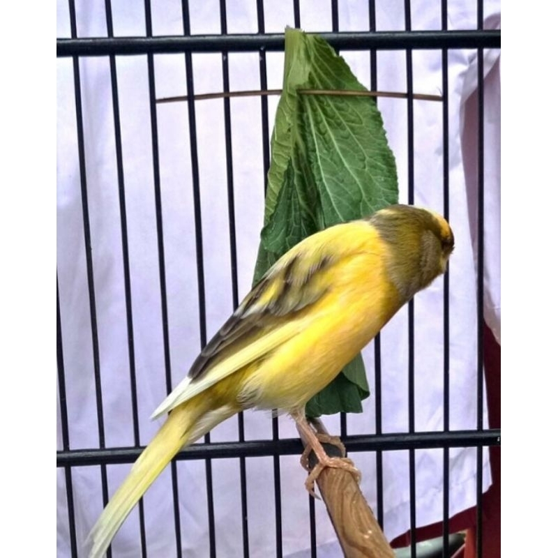 Jual KENARI F1 BON KUNING BIGSIZE | Shopee Indonesia