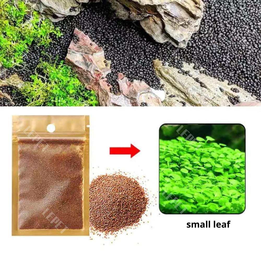 Jual CARPED SEED karpet seed carpedseed biji tanaman aquascape bibit ...