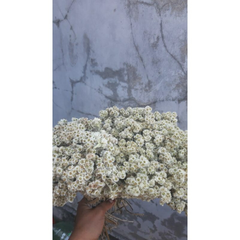 Jual EDELWEIS BROMO DAN MERAPI JUMBO/DRIED FLOWER/BUNGA EDELWEIS ...