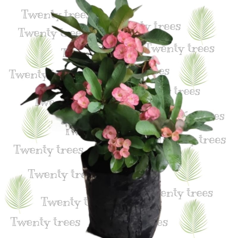 Jual TANAMAN HIAS EUPHORBIA TEMPULUT - BUNGA DURI EPORBIA EKORBIA ...