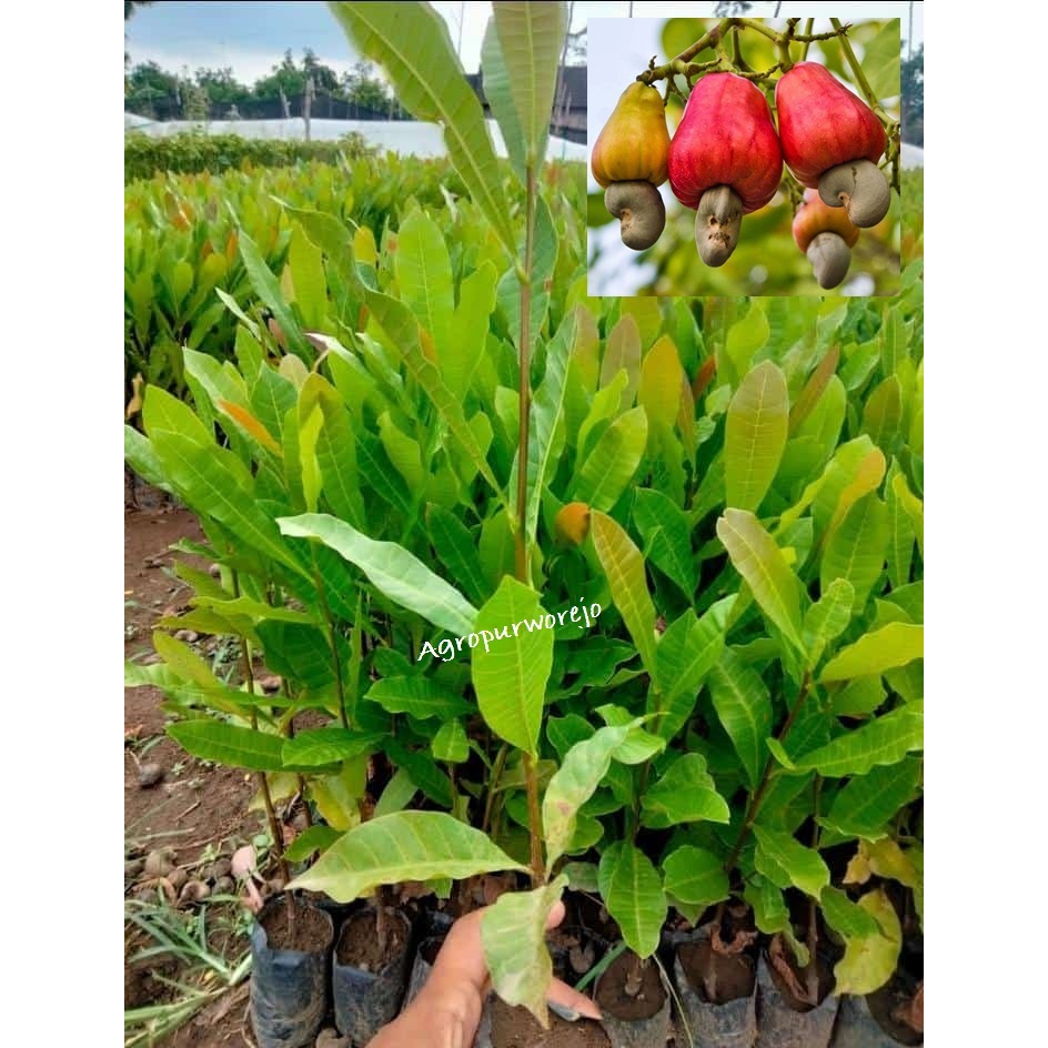 Jual Bibit Tanaman Jambu Monyet - Jambu Mede - Jambu Mete - Berbuah ...