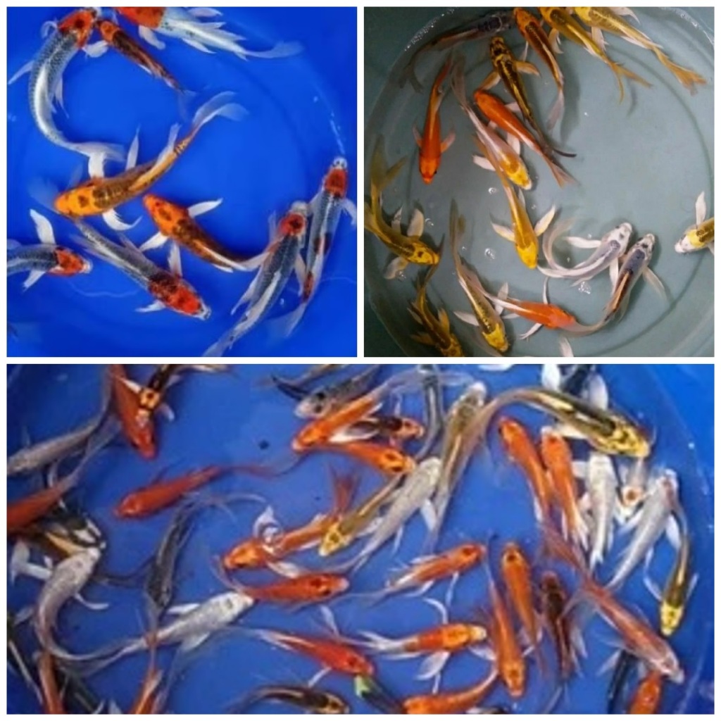 Jual Paket Hemat Koi Slayer isi 7 | Shopee Indonesia